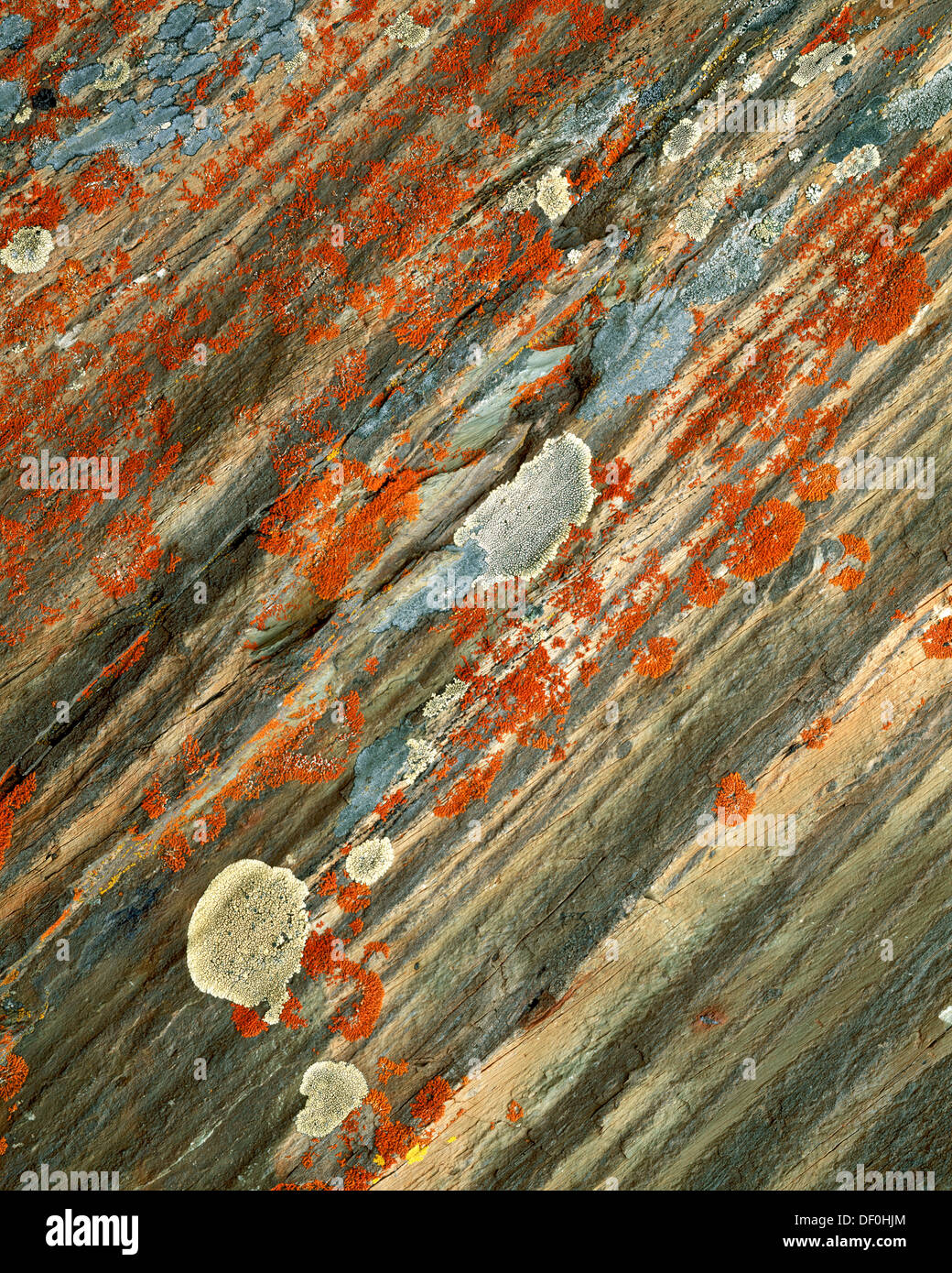 Canada, Alberta, Banff National Park, Lichens on stone Stock Photo - Alamy