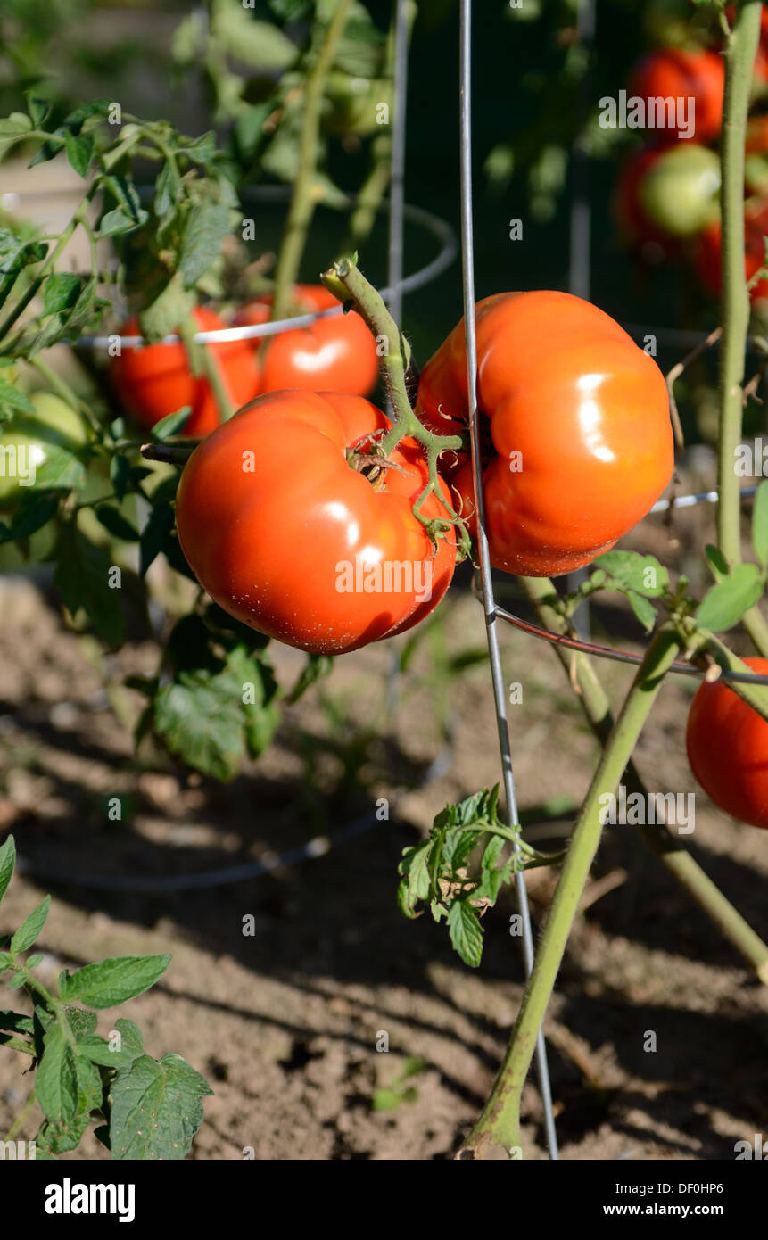 Senior man's home garden of tomatoes Stock Photo - Alamy