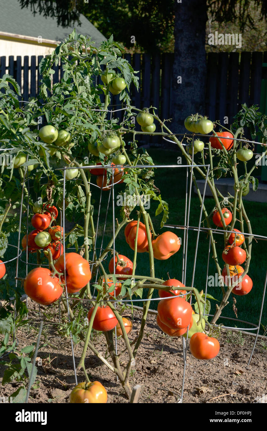 Rutgers Tomato Plants