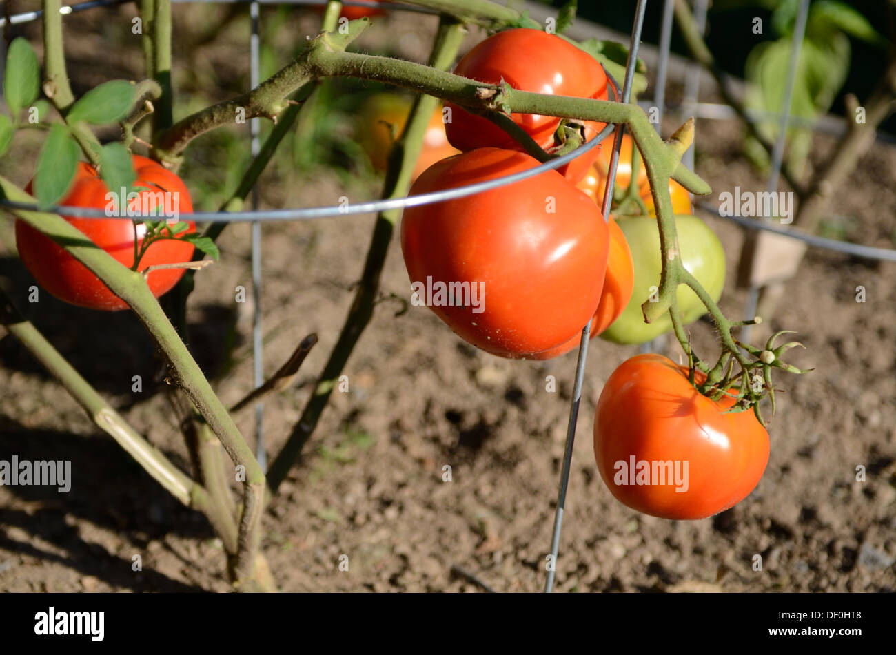 Wire cages hi-res stock photography and images - Alamy