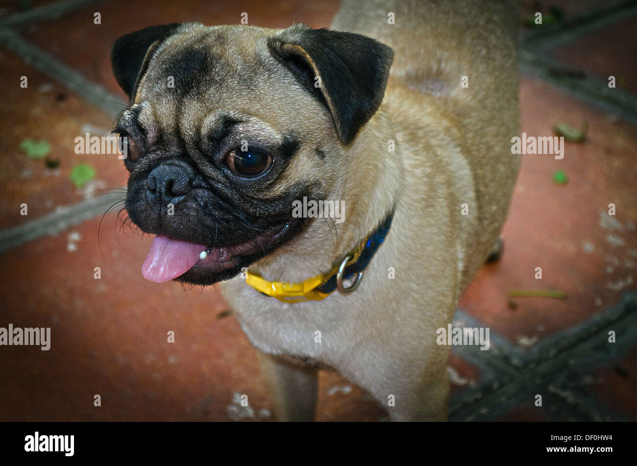 The Pedigree of Friendly Cute Puppy Dog Stock Photo - Alamy
