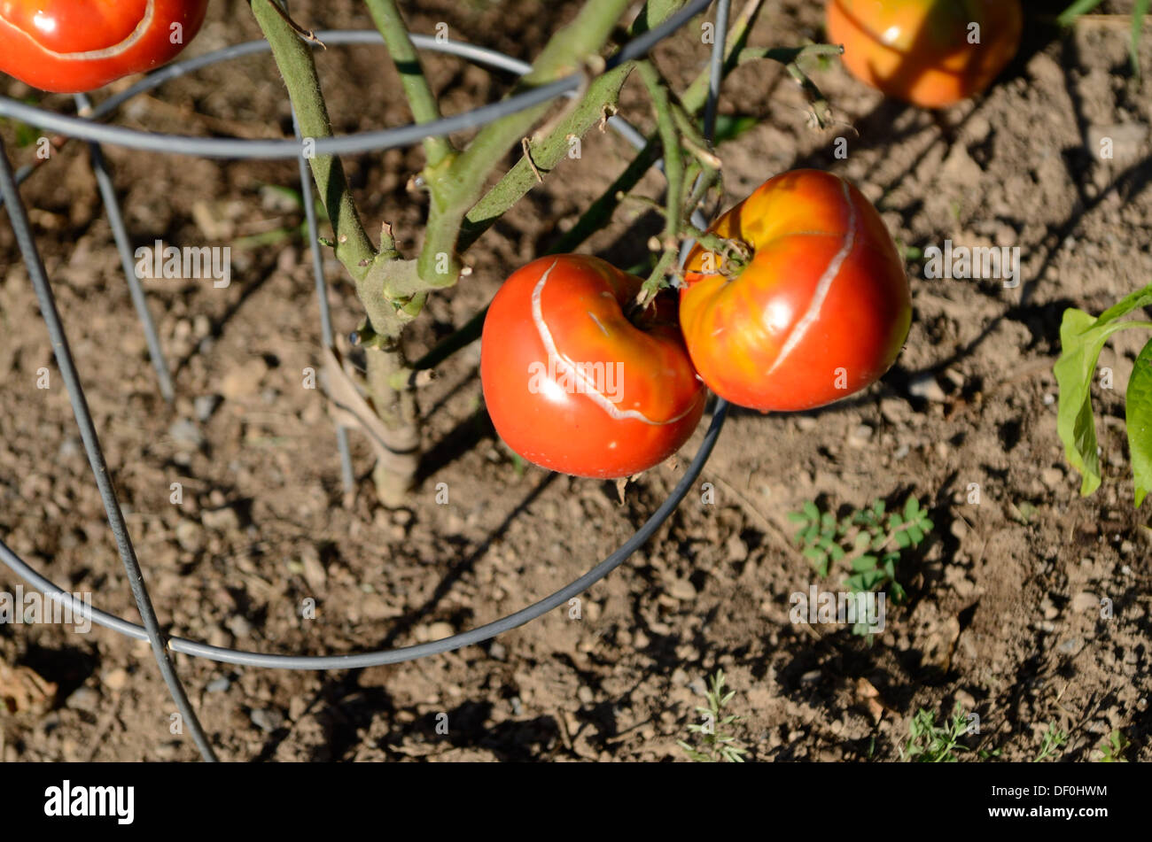 Senior man's home garden of tomatoes showing stress damage Stock Photo ...