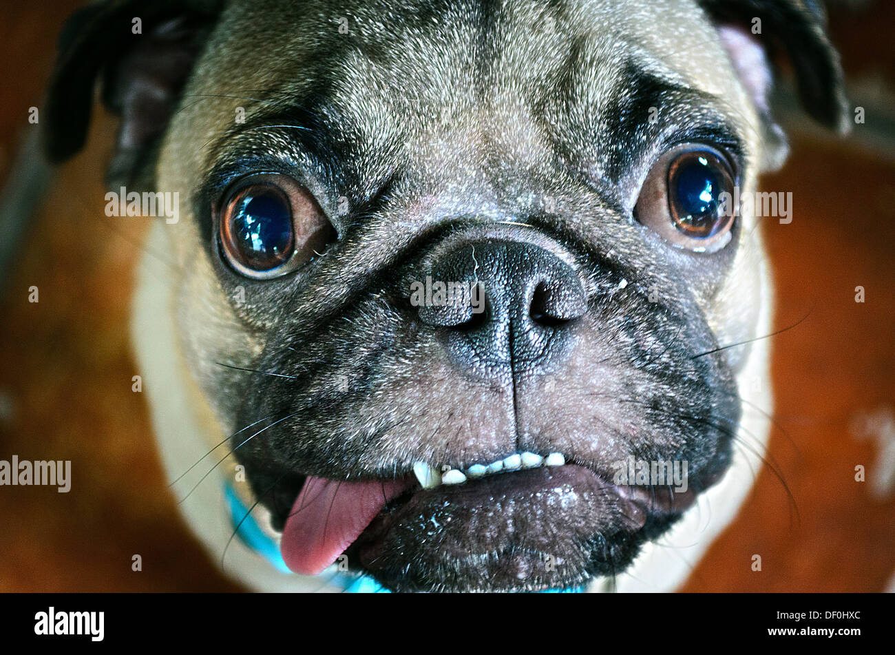 The Pedigree of Friendly Cute Puppy Dog Stock Photo - Alamy