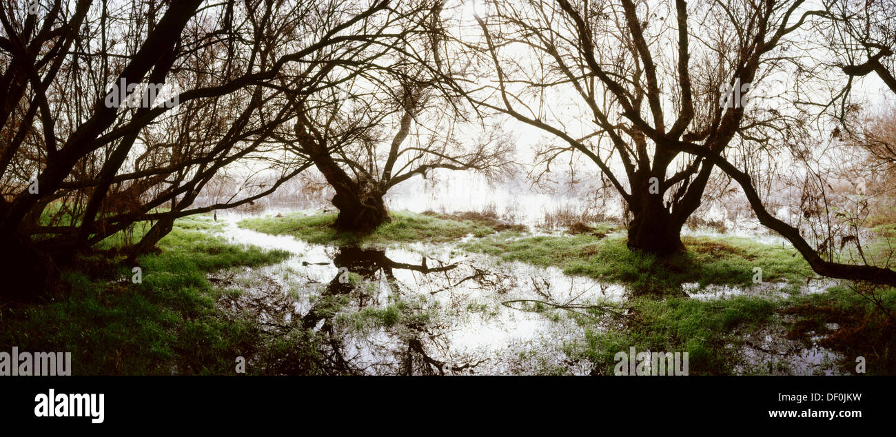 Tamarix sp hi-res stock photography and images - Alamy