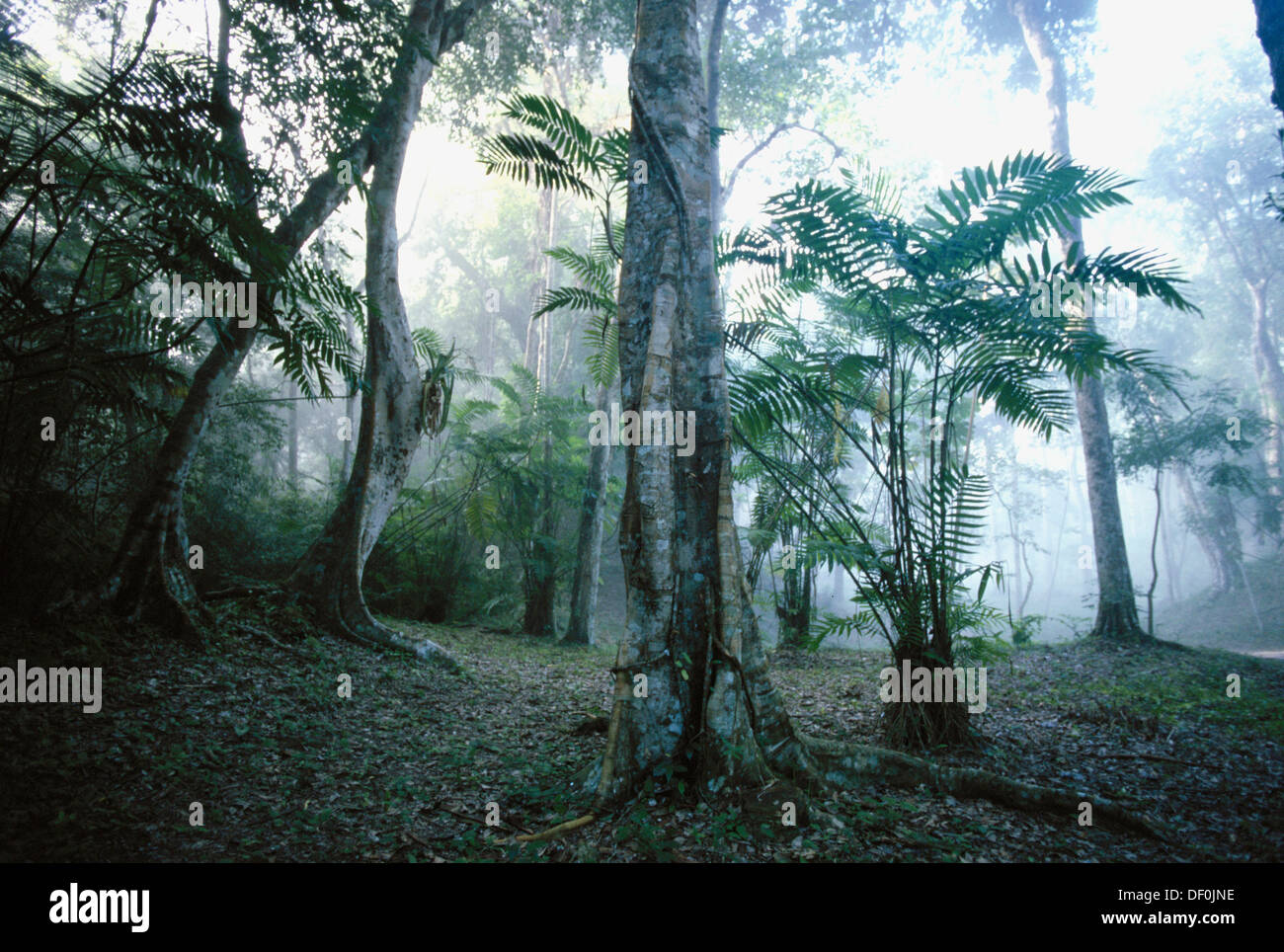 Mayan Biosphere Reserve. Yucatan Peninsula. Guatemala Stock Photo - Alamy