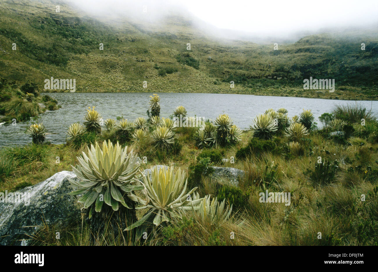 Iguaque Sanctuary, Biodiversity Day. Villa de Leyva, Colombia Stock ...