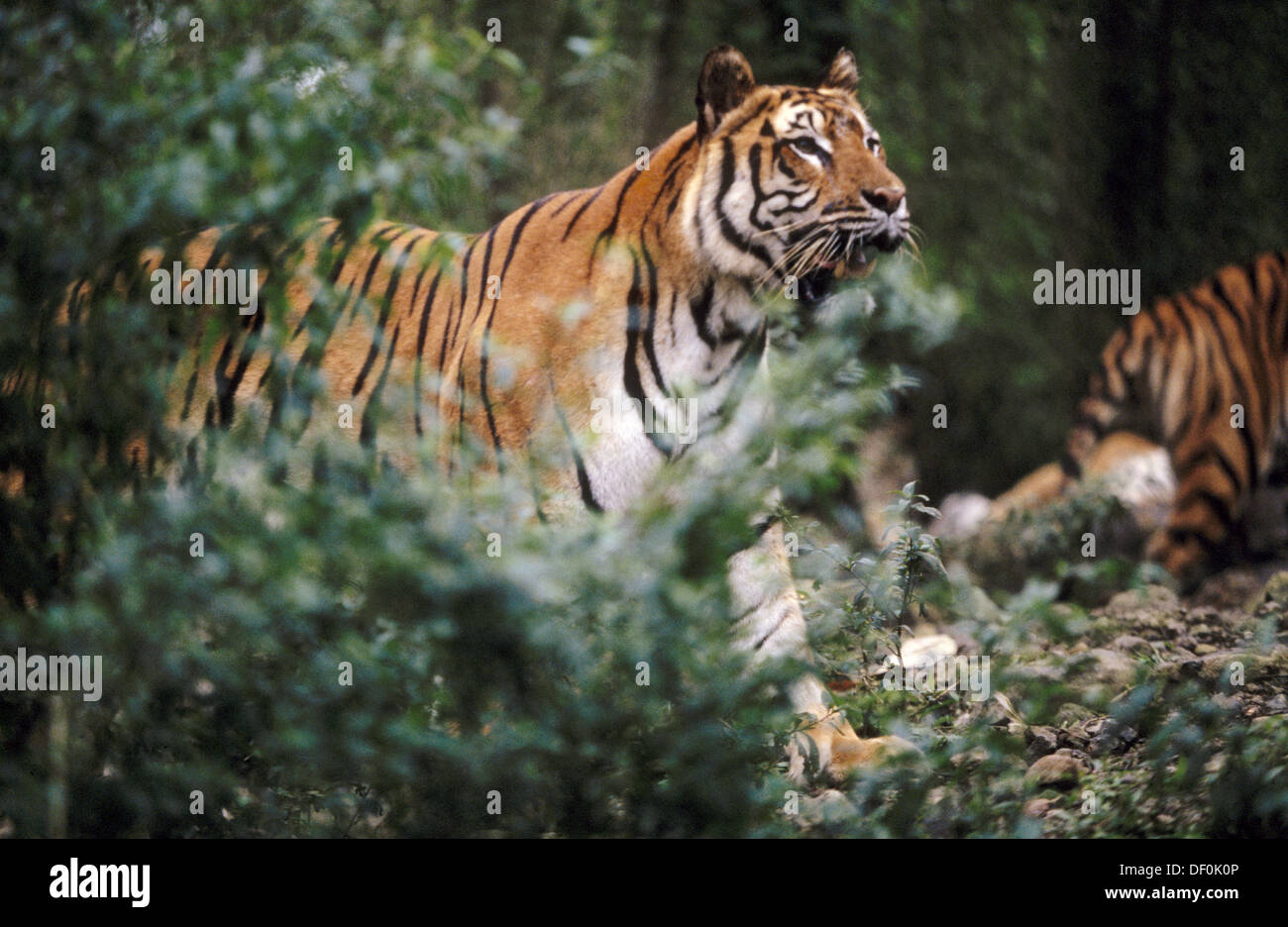 Taman safari indonesia hi-res stock photography and images - Alamy