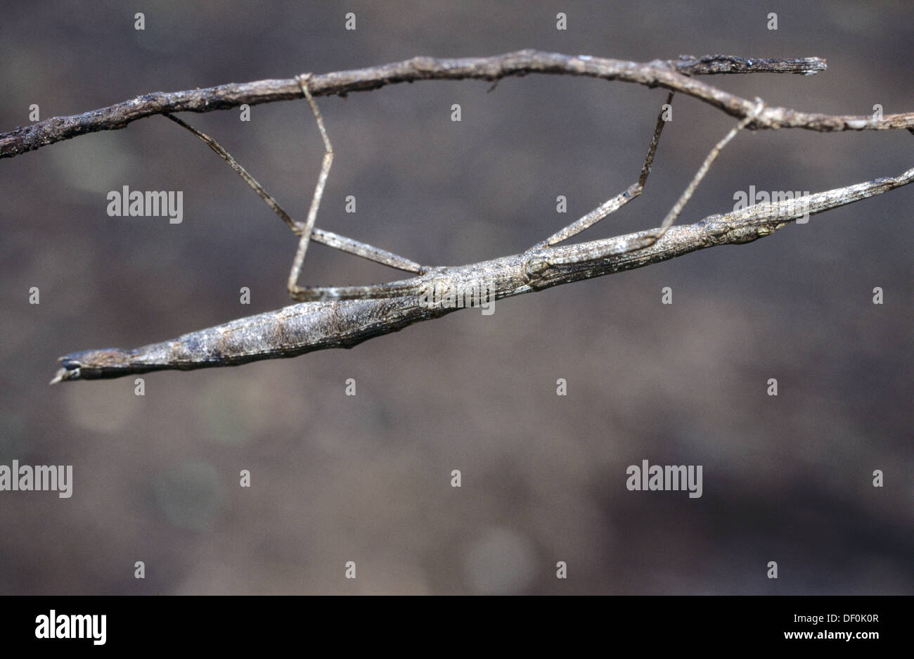 Stick insect costa rica wildlife hi-res stock photography and images ...