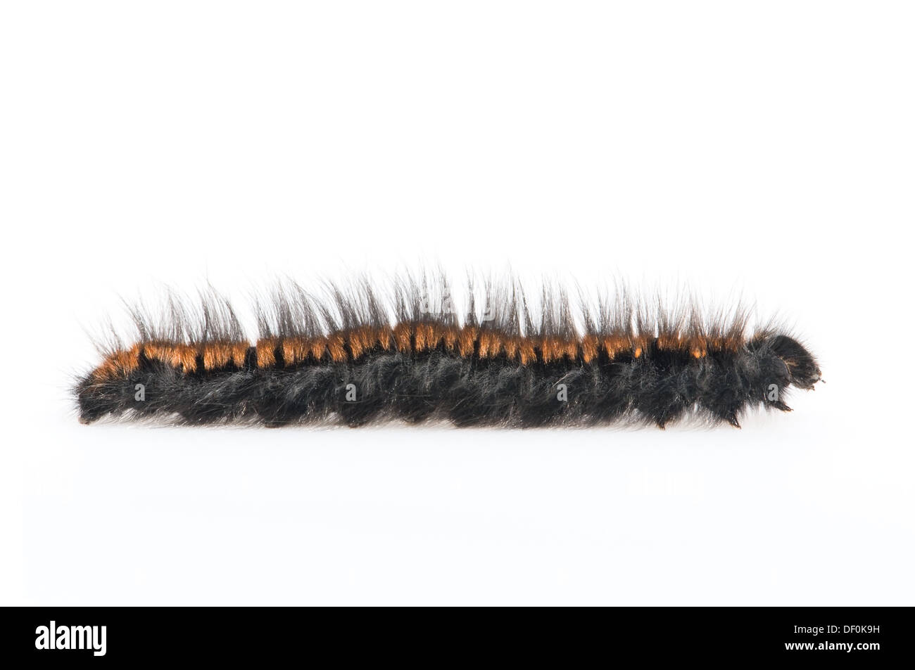 moth caterpillar on pure white background Stock Photo - Alamy