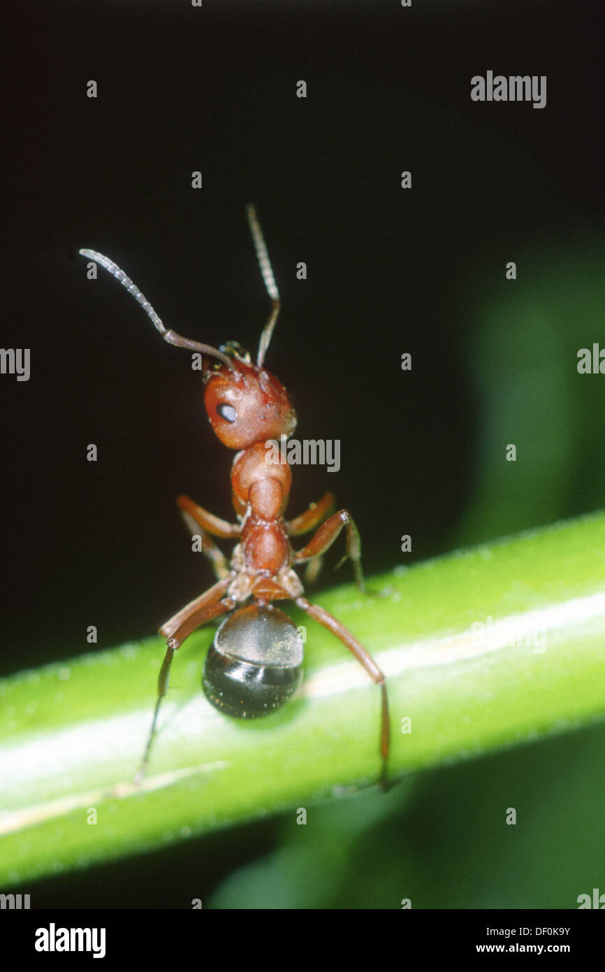 Formica rufibarbis hi-res stock photography and images - Alamy