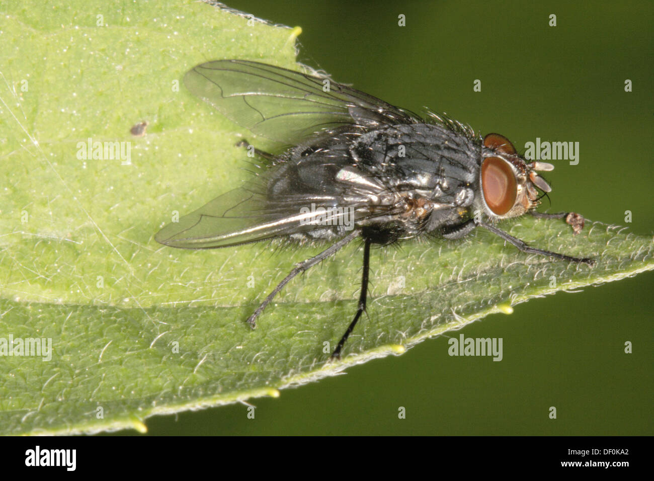 Calliphora erythrocephala hi-res stock photography and images - Alamy