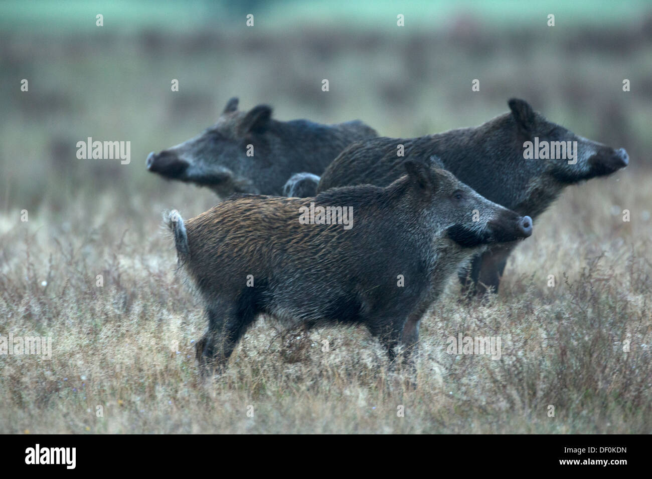 Razorback boar hi-res stock photography and images - Alamy