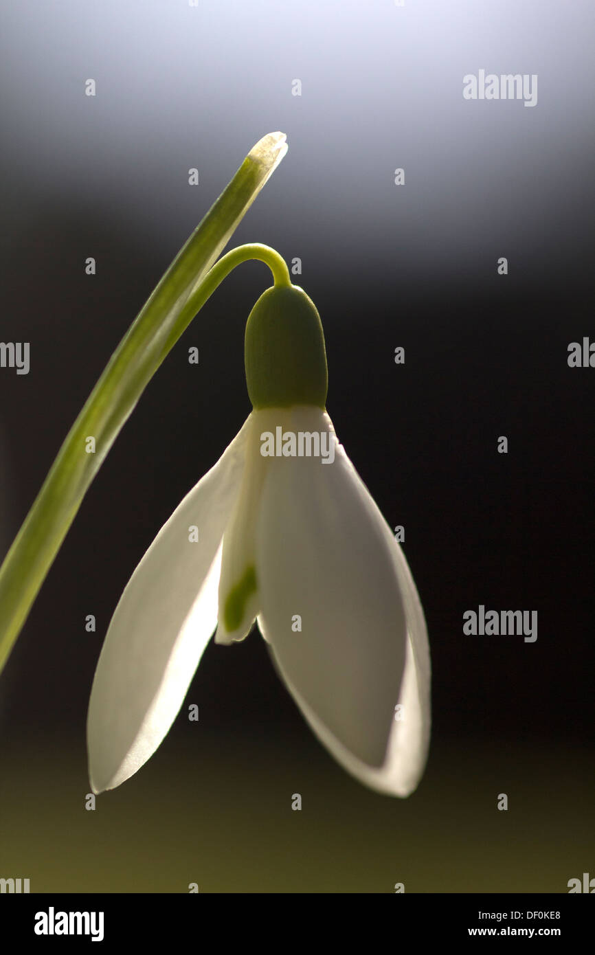 A Common Snowdrop Stock Photo - Alamy