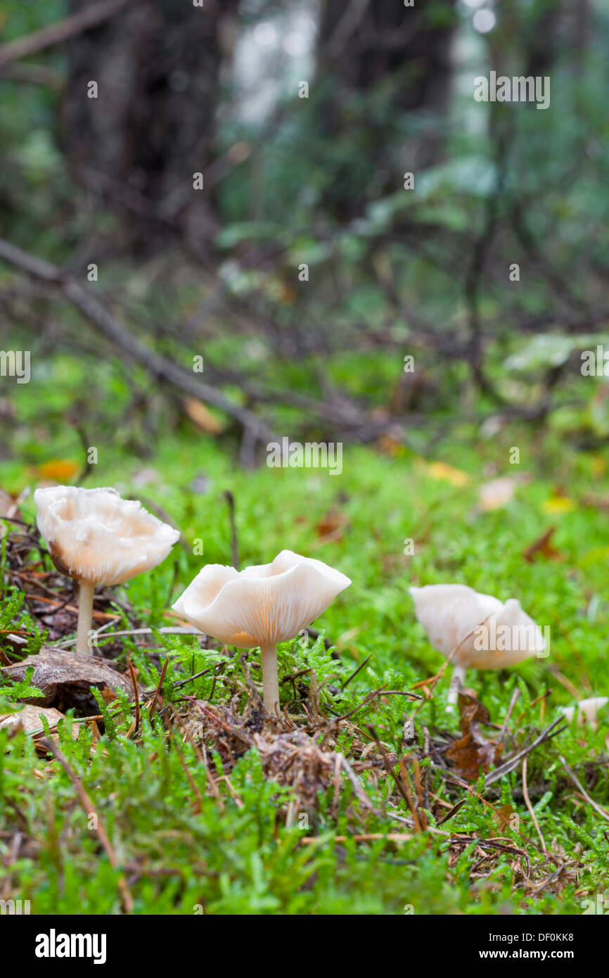 Clitocybe fungi hi-res stock photography and images - Alamy