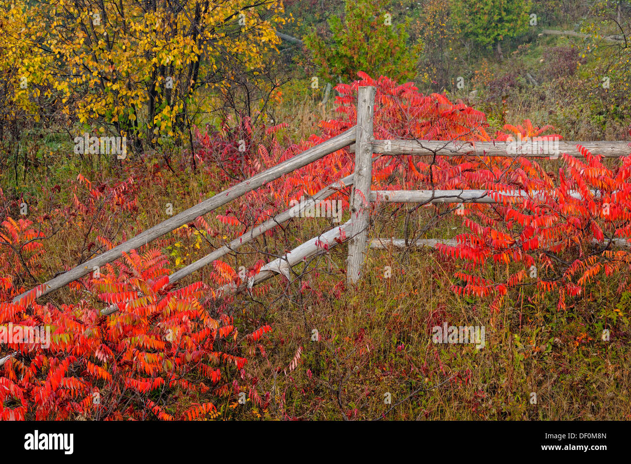 Sumac and fenceline, Manitoulin Island, Ontario, Canada Stock Photo - Alamy