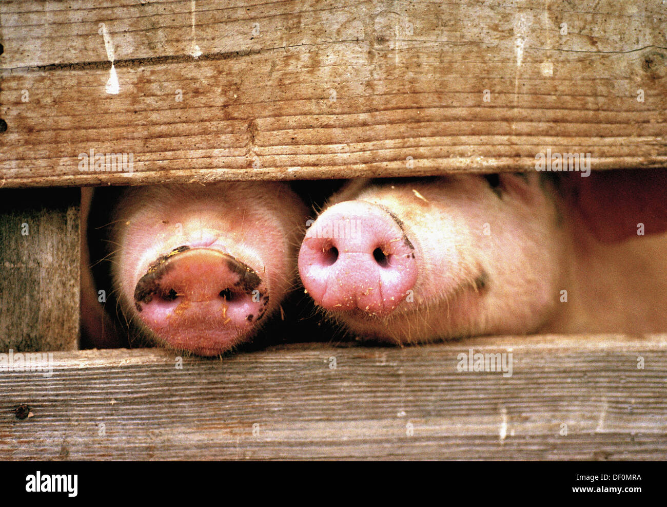 Two pigs hi-res stock photography and images - Alamy