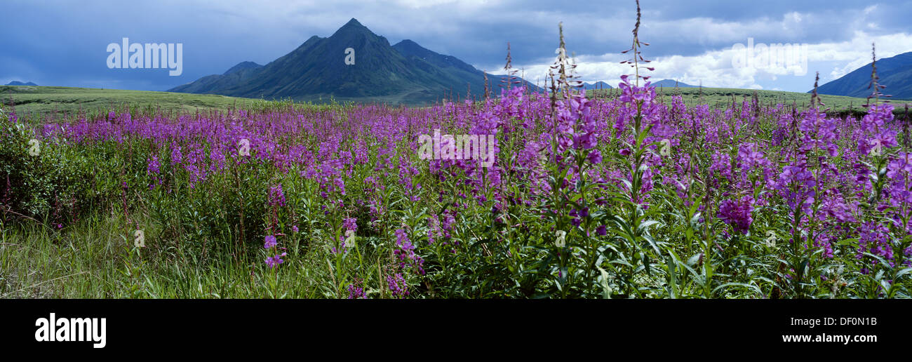 Fireweed yukon hi-res stock photography and images - Alamy
