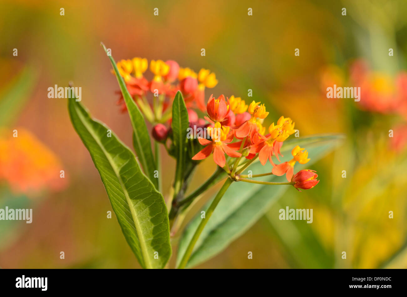 Scarlet milkweed (Asclepias curassavica 'Red Butterfly' Stock Photo - Alamy