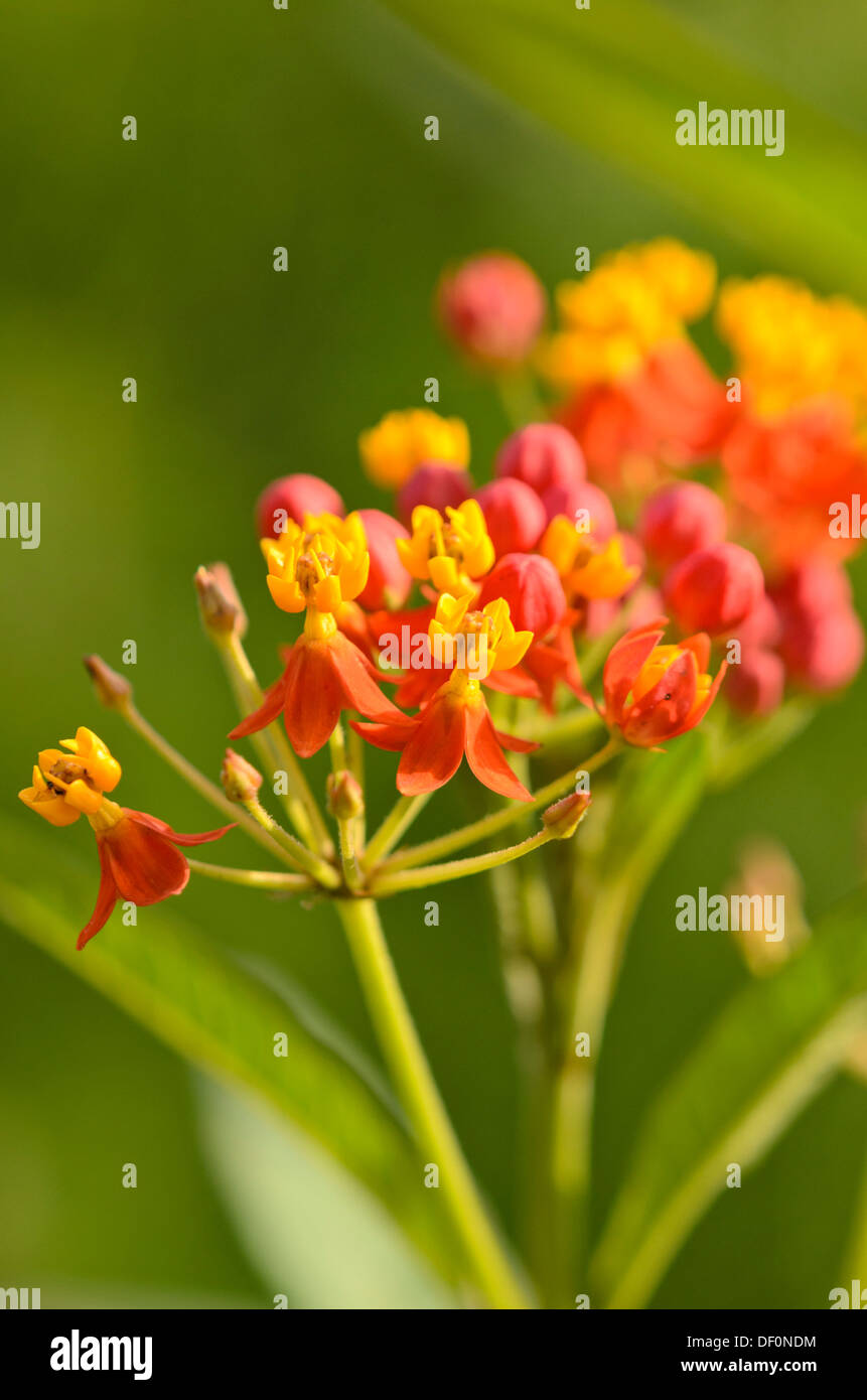 Scarlet milkweed (Asclepias curassavica 'Red Butterfly' Stock Photo - Alamy