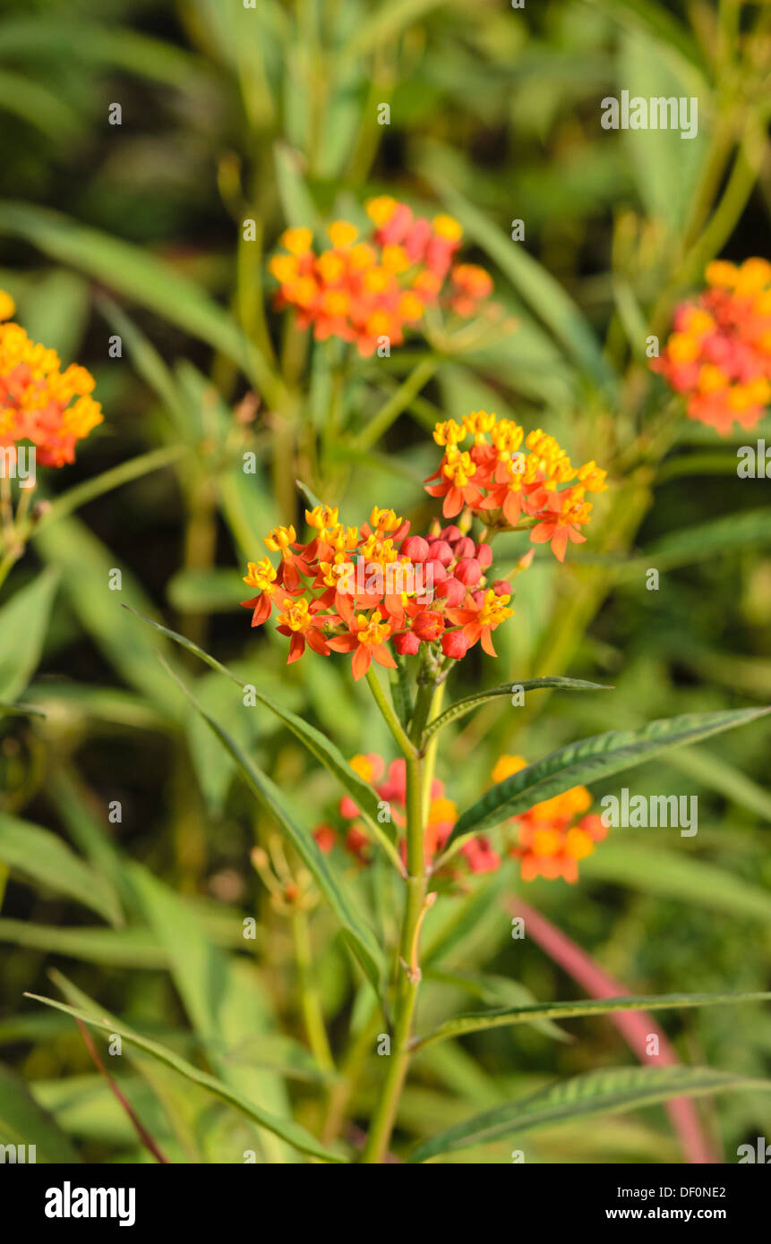 Scarlet milkweed (Asclepias curassavica 'Red Butterfly' Stock Photo - Alamy