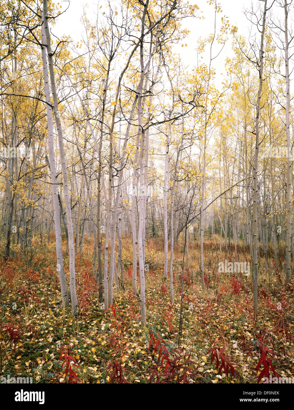 Yukon image hi-res stock photography and images - Alamy