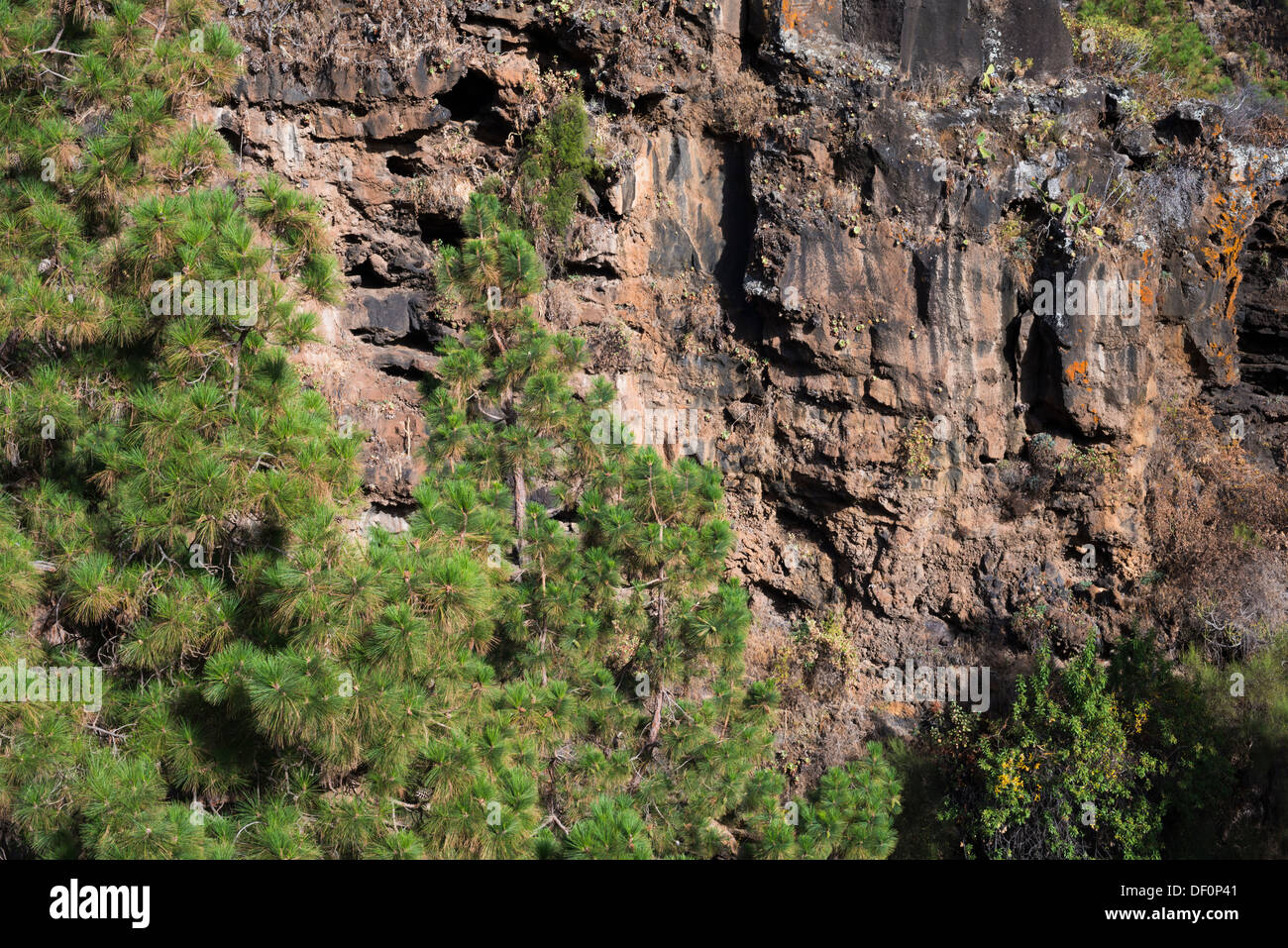 Canarian pine trees (Pinus canariensis) in front of the lava pile ...