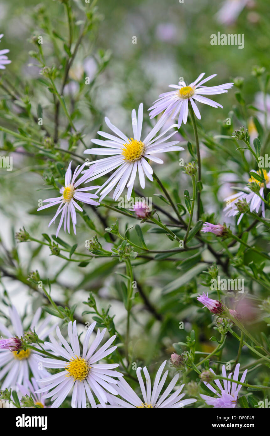 Aster (Aster x frikartii 'Flora's Delight' Stock Photo - Alamy