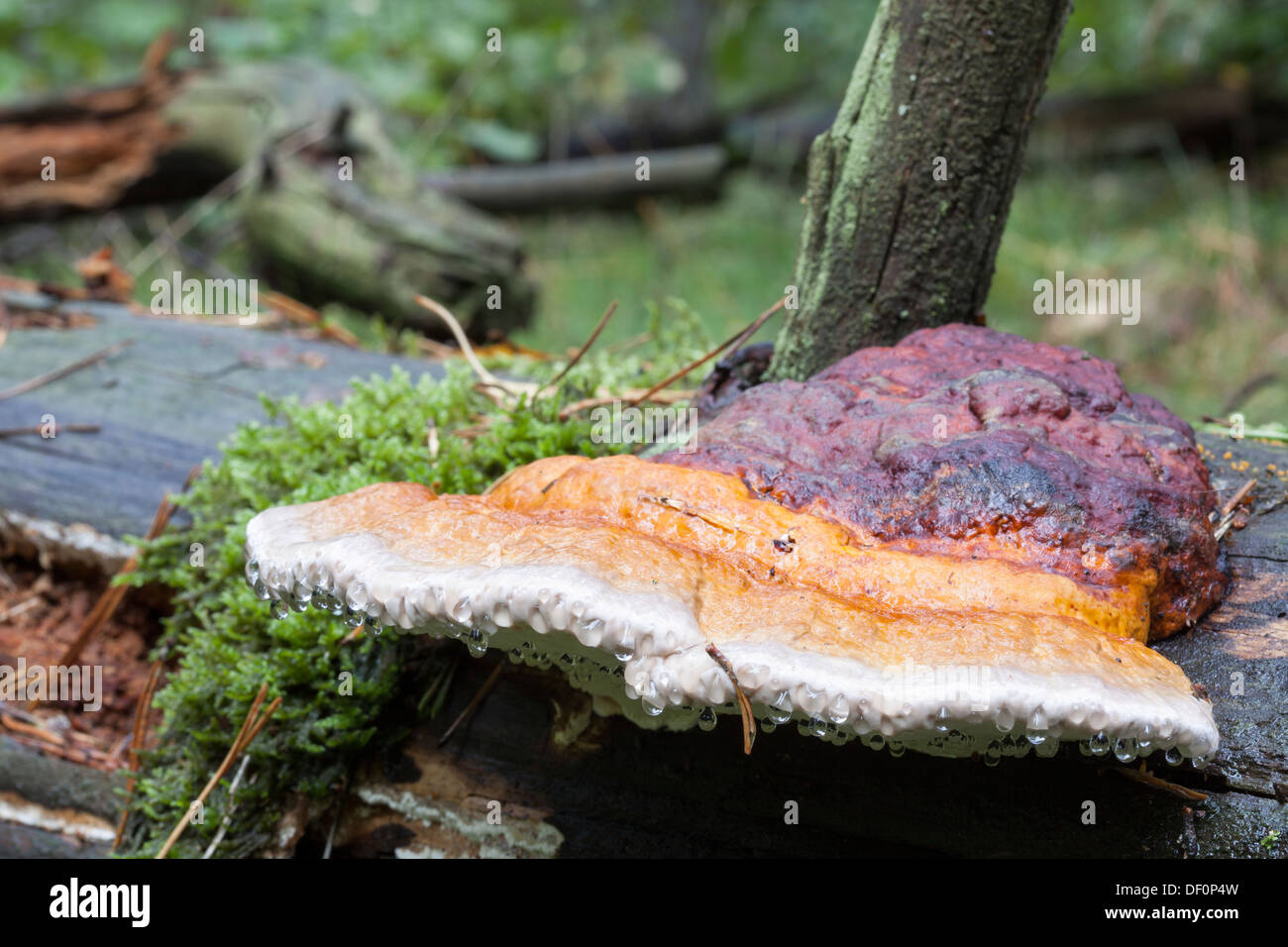 Fomitopsis pinicola - Red Banded Polypore Stock Photo - Alamy