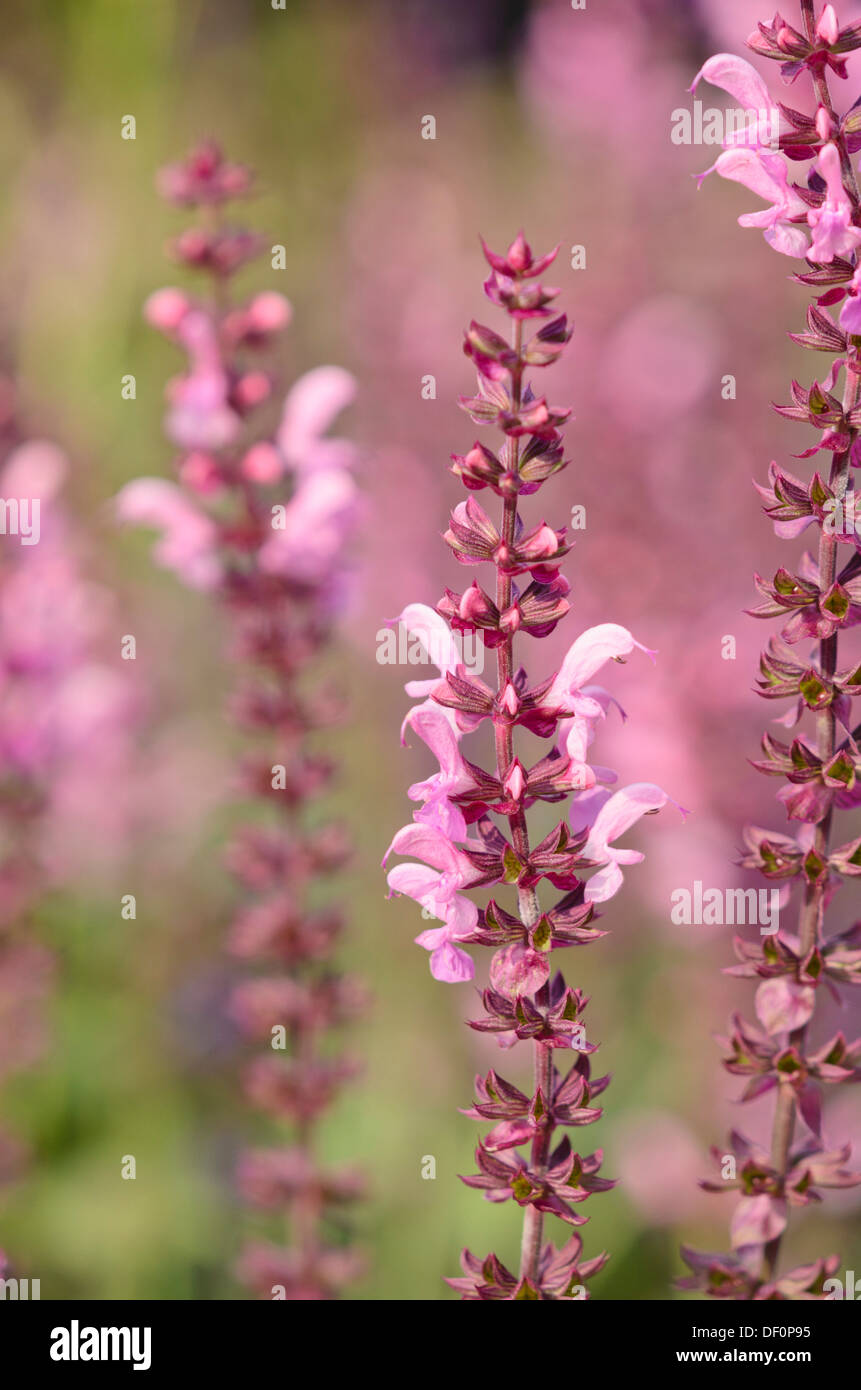 Woodland sage (Salvia nemorosa 'Rosea' Stock Photo - Alamy