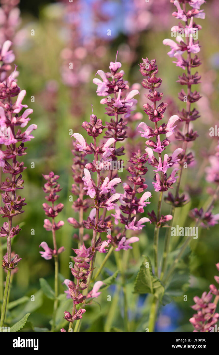 Woodland sage (Salvia nemorosa 'Rosea' Stock Photo - Alamy
