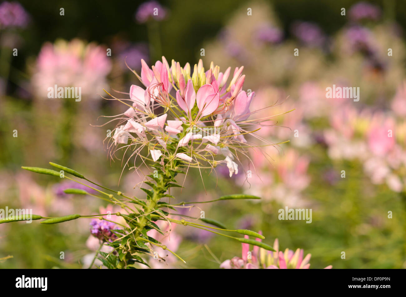 Spider flower (Tarenaya hassleriana 'Sparkler Blush' syn. Cleome ...