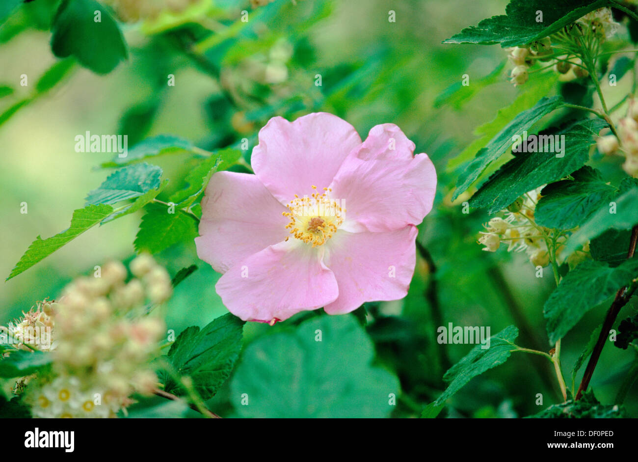 Nootka Rose High Resolution Stock Photography and Images - Alamy