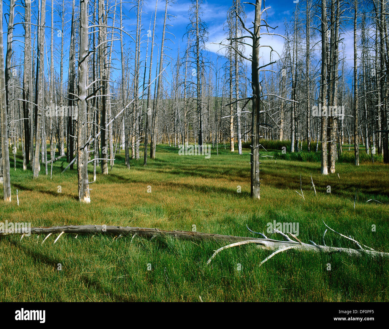 Yellowstone fire regeneration hi-res stock photography and images - Alamy