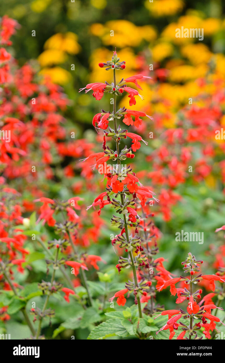 Scarlet sage (Salvia splendens Stock Photo - Alamy