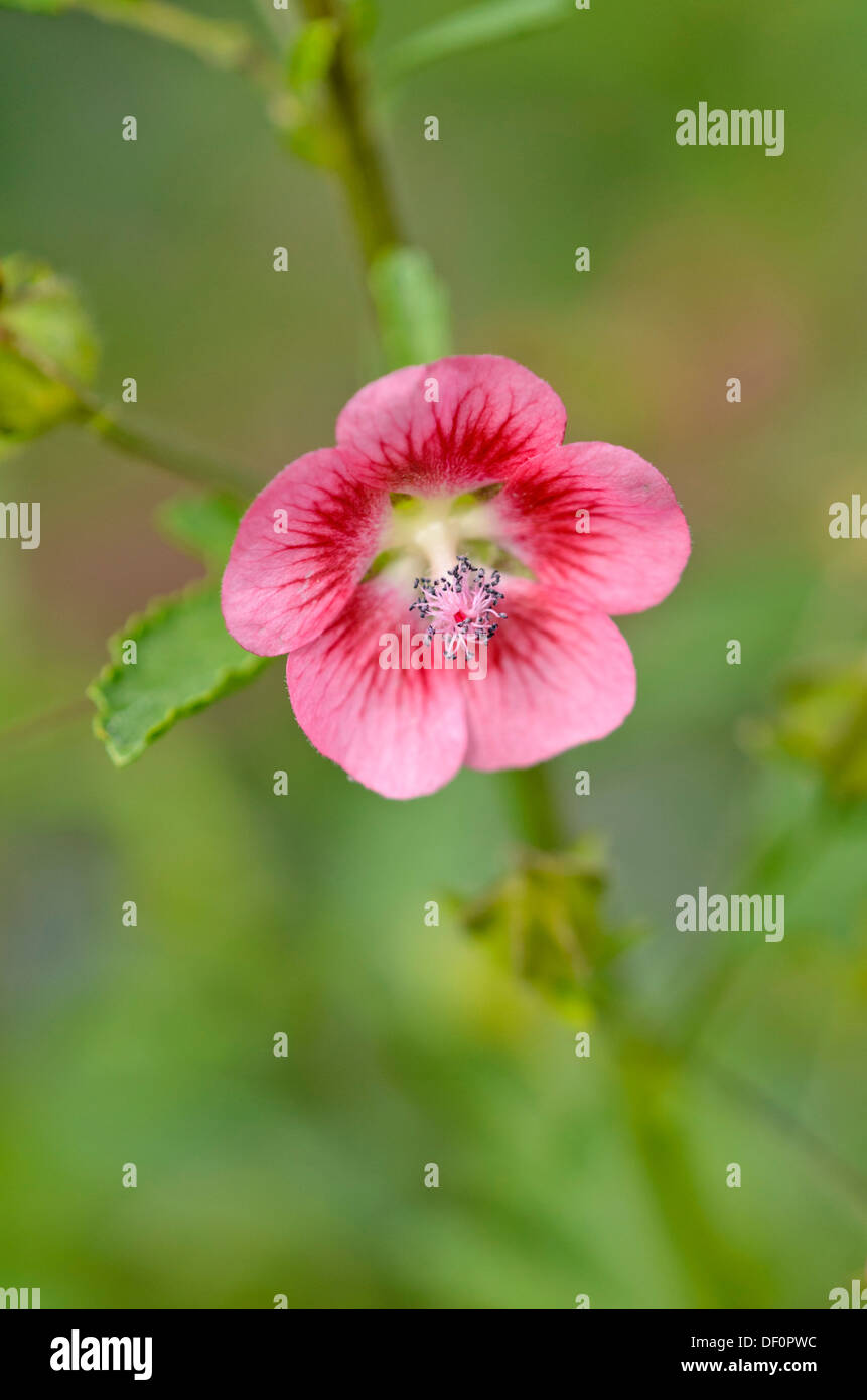 Cape mallow (Anisodontea capensis Stock Photo - Alamy