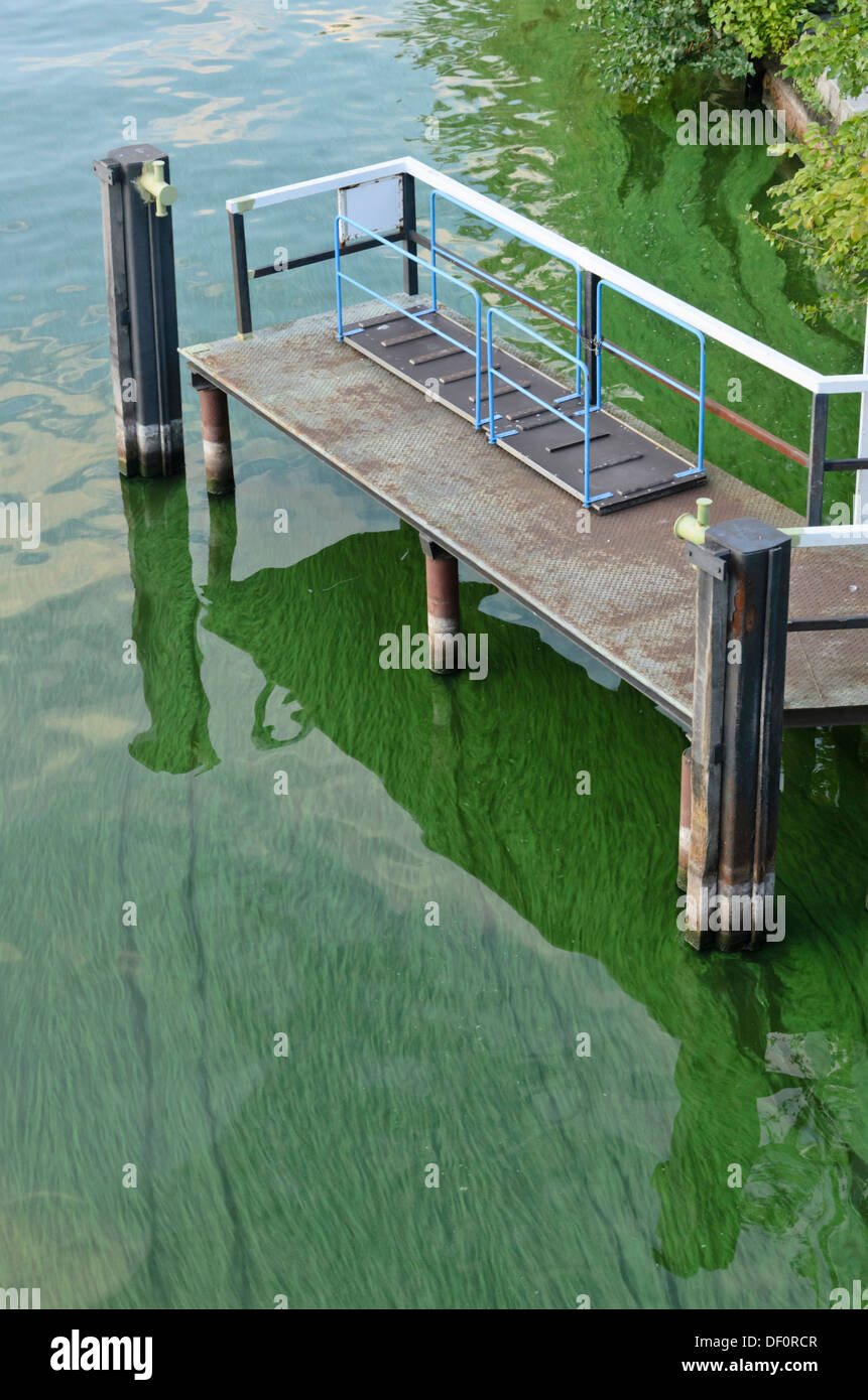 Blue green algae hi-res stock photography and images - Alamy