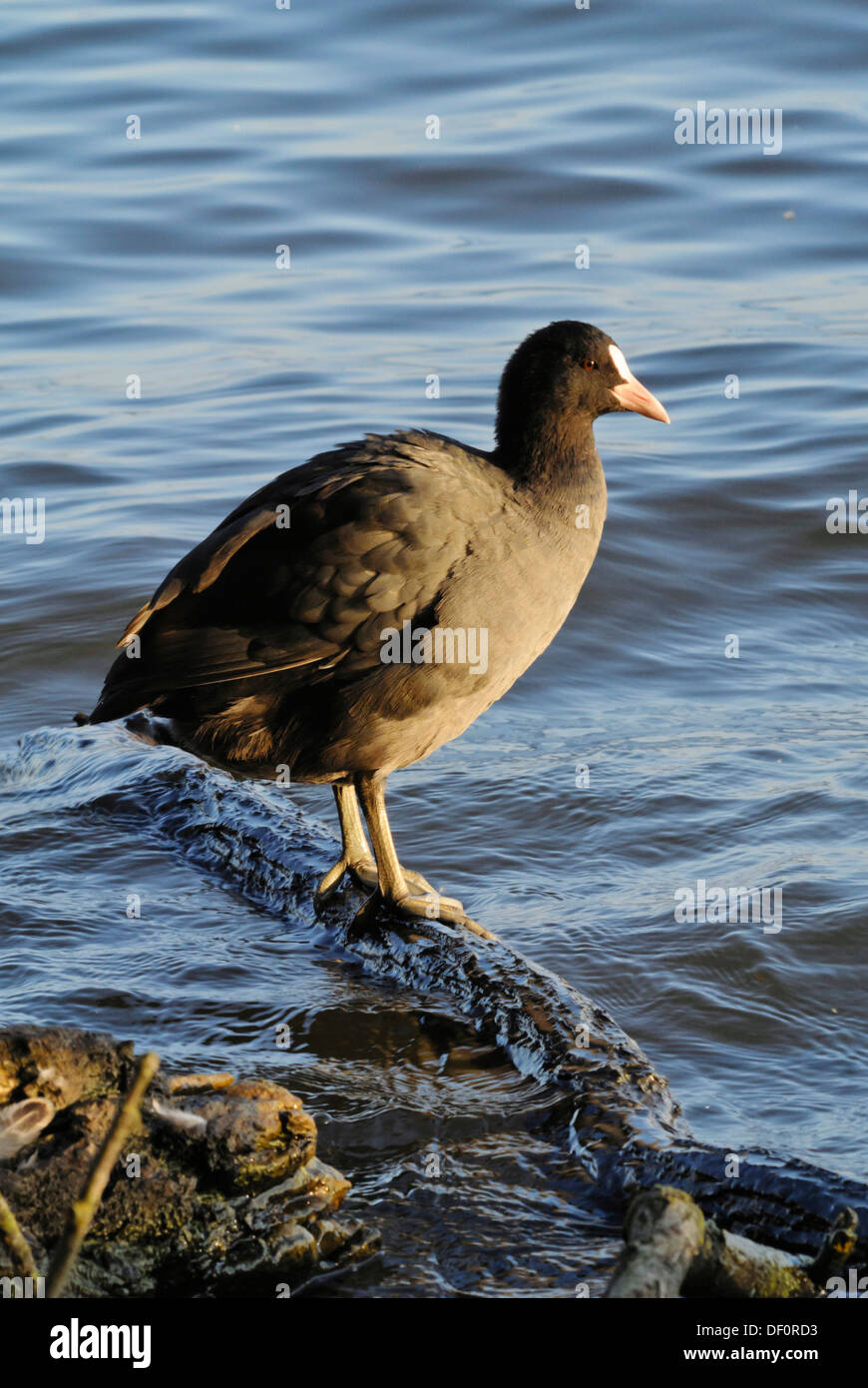 Fulica hi-res stock photography and images - Alamy
