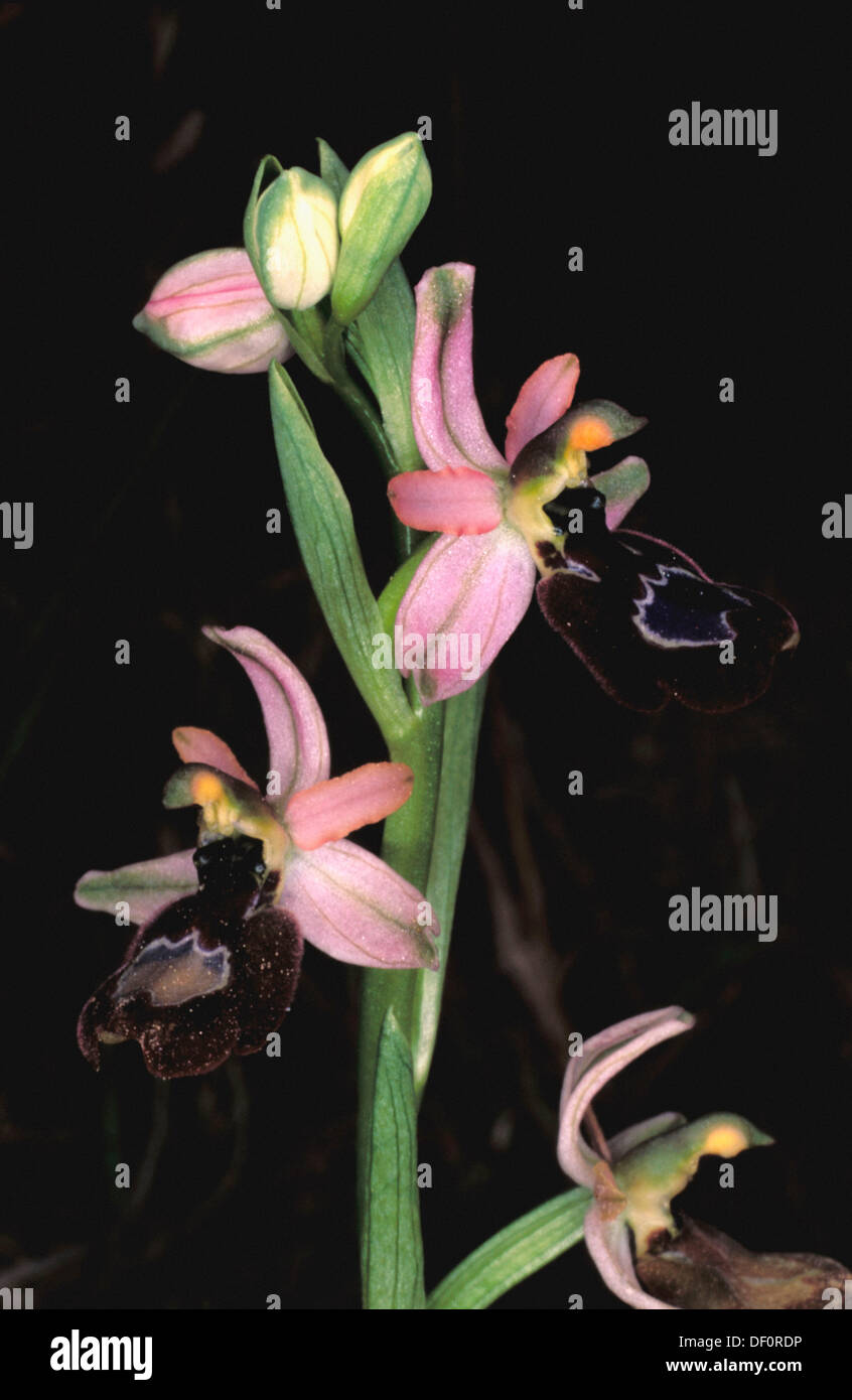 Ophrys de la drome hi-res stock photography and images - Alamy