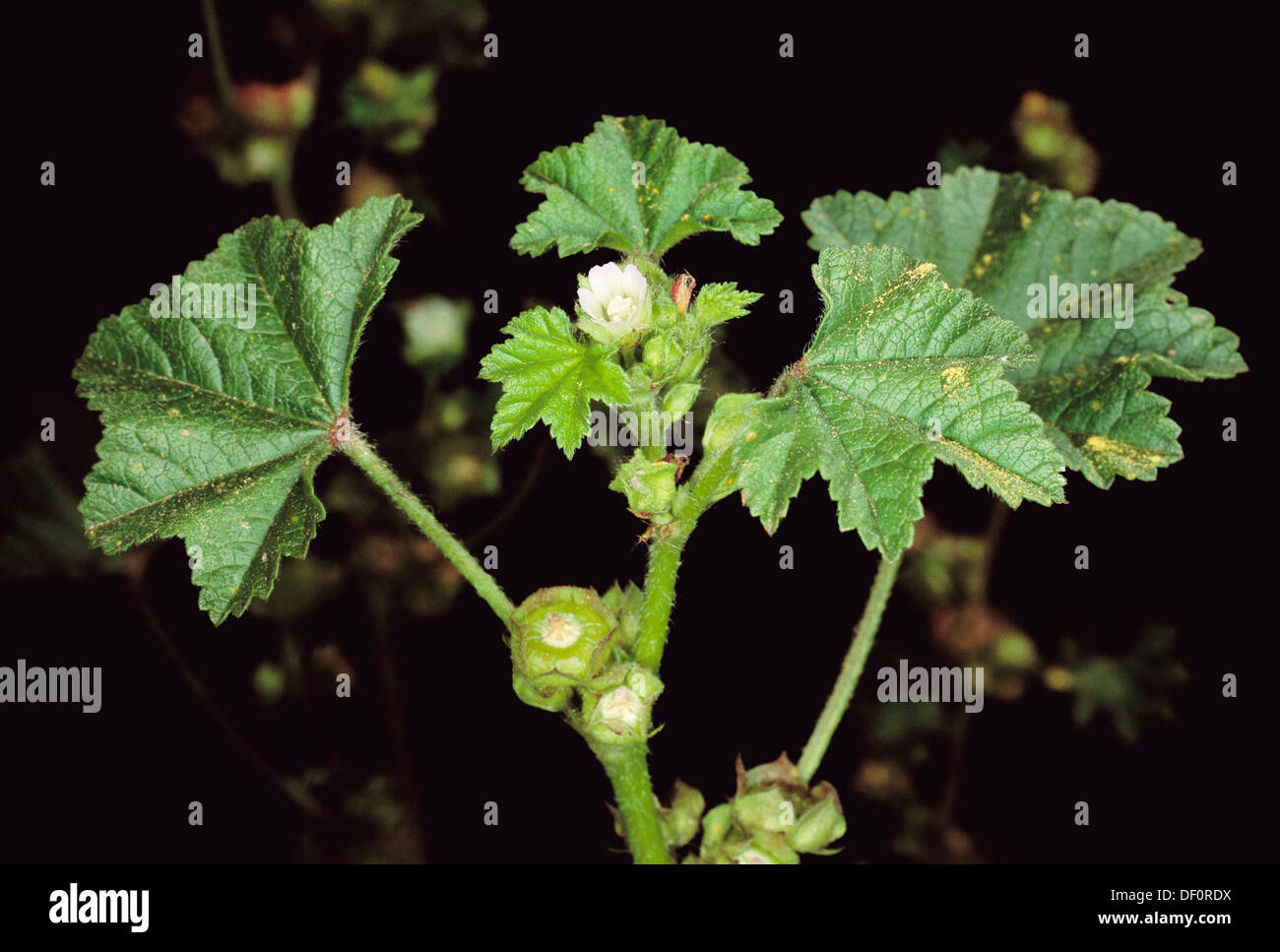 Malva Parviflora High Resolution Stock Photography and Images - Alamy