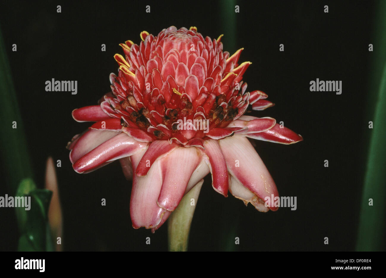 Nicolaia elatior hi-res stock photography and images - Alamy