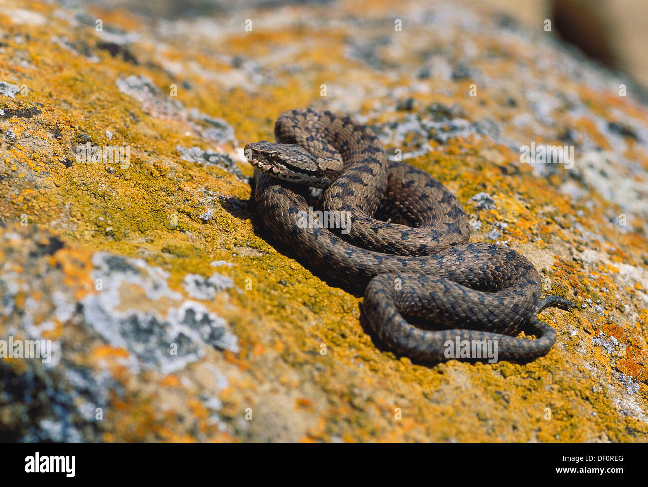 Aspic Viper Vipera Aspis High Resolution Stock Photography and Images ...