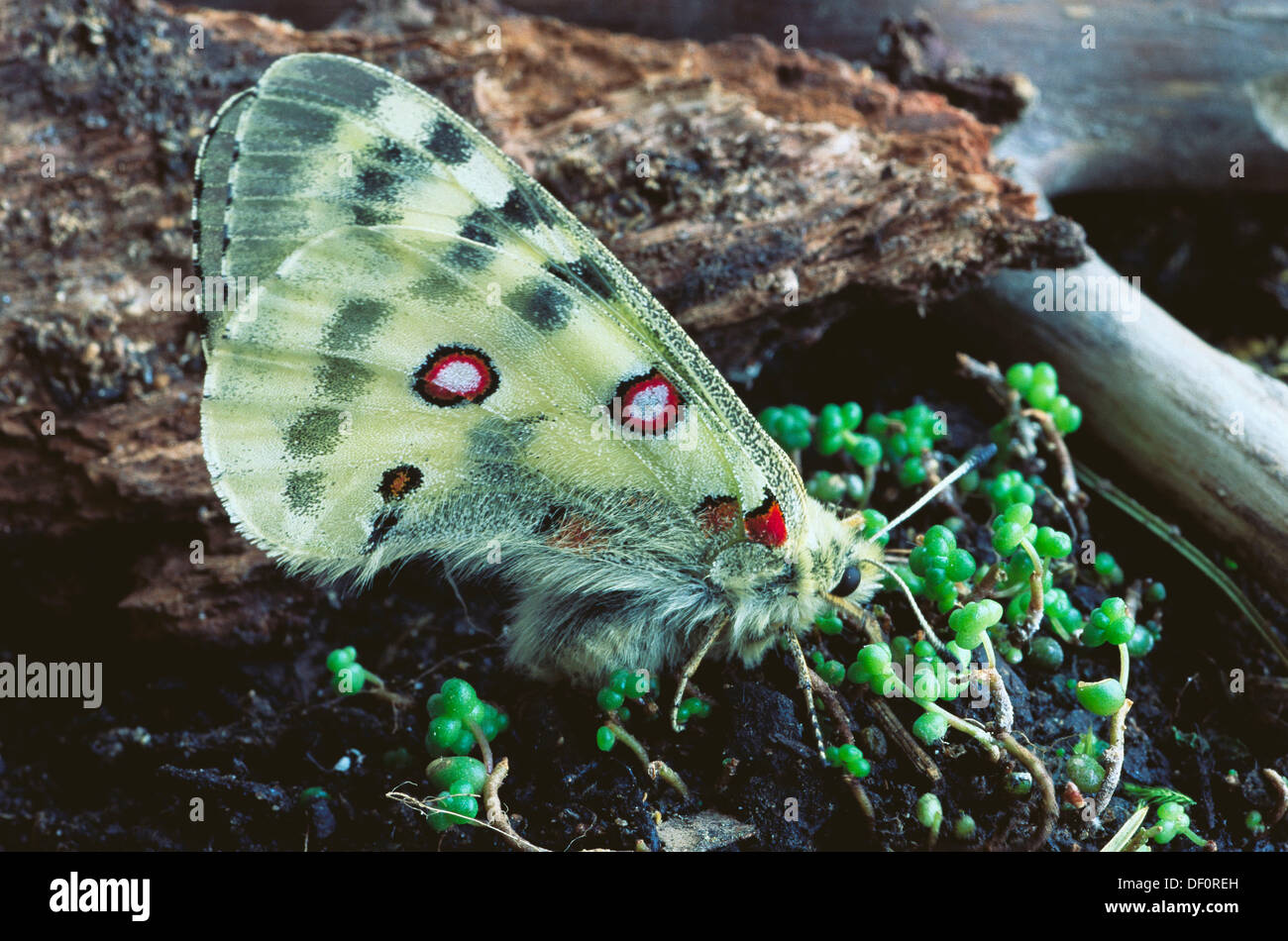 Apollon butterfly hi-res stock photography and images - Alamy