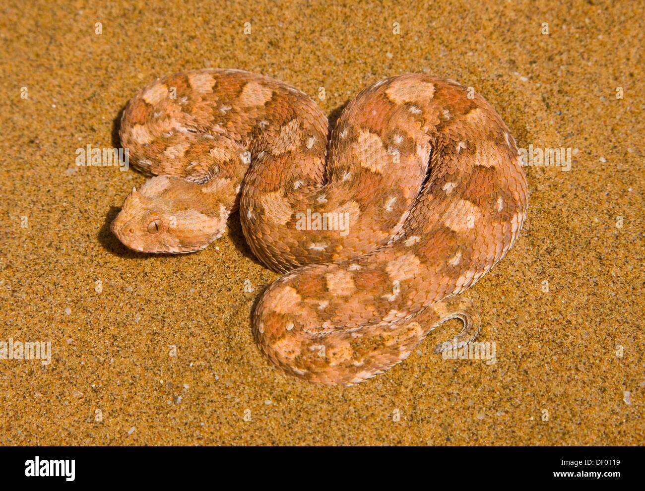 Horned Puff Adder High Resolution Stock Photography and Images - Alamy