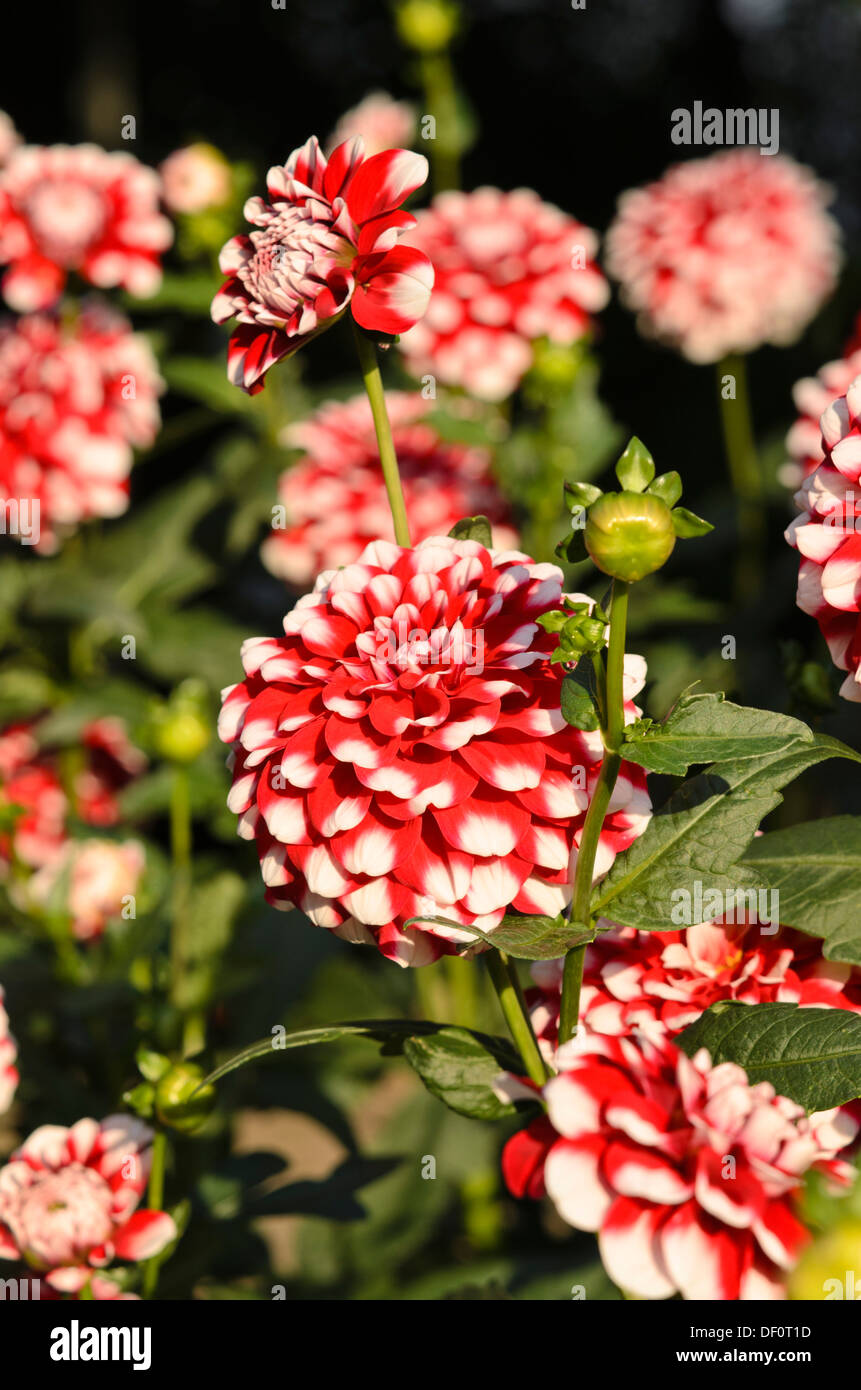 Decorative dahlia (Dahlia Checkers Stock Photo - Alamy