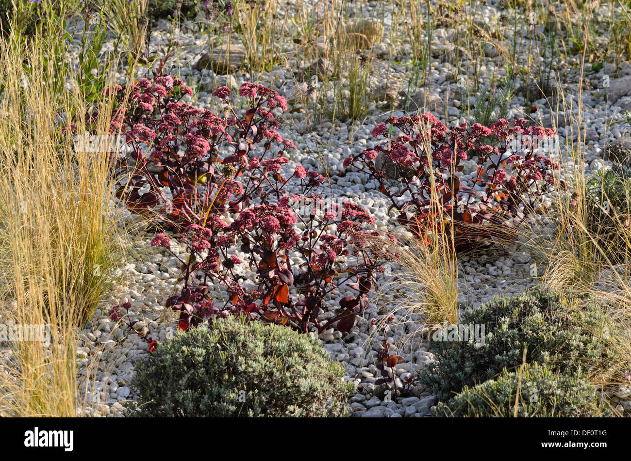 Orpine sedum telephium karfunkelstein syn hi-res stock photography and ...