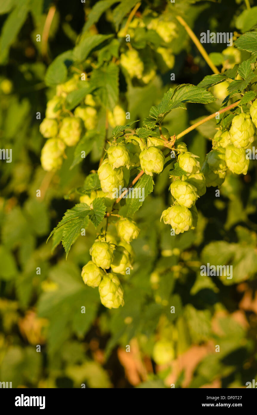 Humulus lupulus hi-res stock photography and images - Alamy