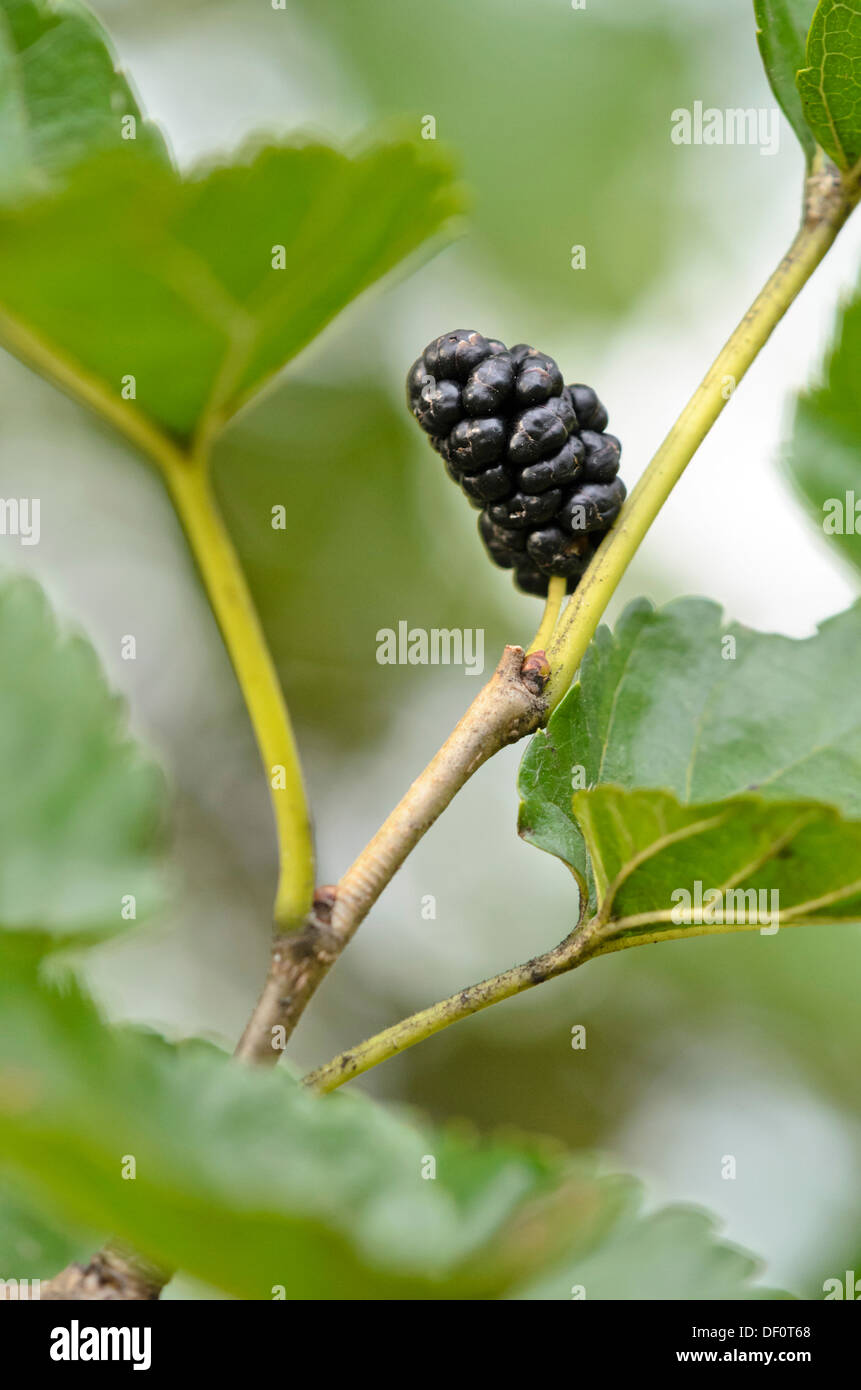 Black mulberry (Morus nigra Stock Photo - Alamy