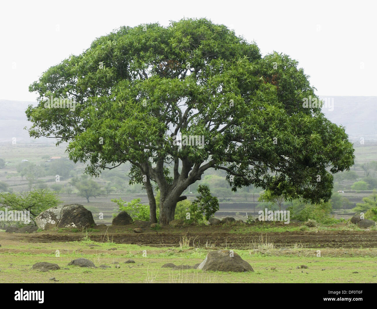 Mango Tree High Resolution Stock Photography and Images - Alamy