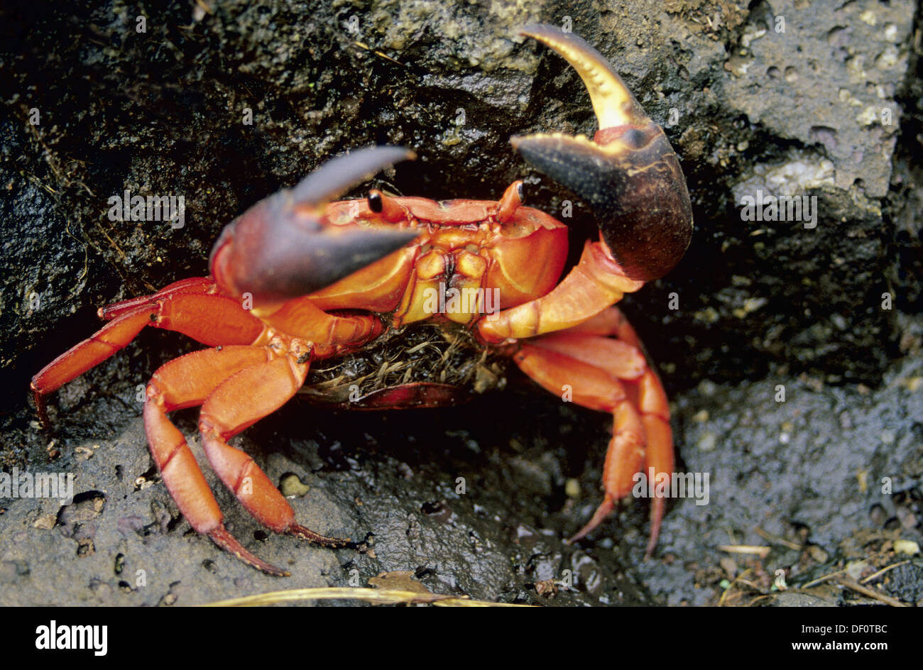 Crabs of india hi-res stock photography and images - Alamy