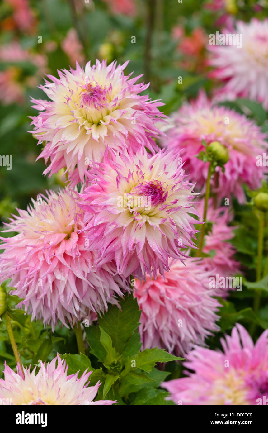 Dahlia pink princess hi-res stock photography and images - Alamy